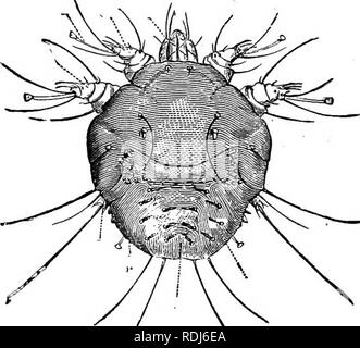 . Animal parasites and messmates. Parasites. Sarcoptes scabiei, or male ...