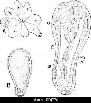 . A manual of zoology. 196 MANUAL OF ZOOLOGY (Fig. in) consists of a ...