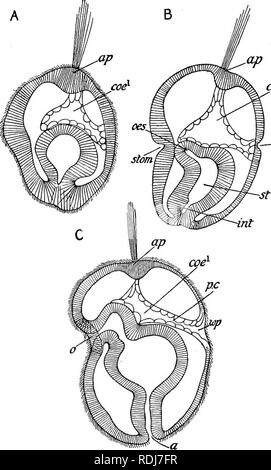 . Text-book of embryology. Embryology. 416 EMBRYOLOGY OF THE LOWER ...