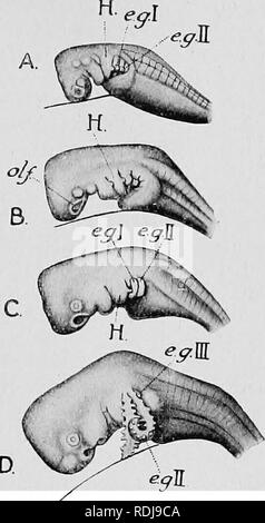 . Text-book of embryology. Embryology. Ill EXTERNAL GILLS 157 the ...