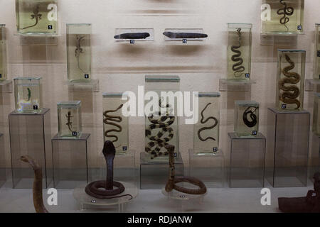 Biological Specimen. A laboratory specimen of a snake preserved in a ...