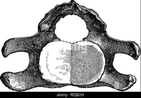 Megaptera Longimana 1 Stock Photo - Alamy