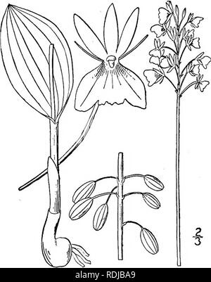 Green Adder's Mouth (Malaxis unifolia). Date: 1918. Watercolor on paper ...