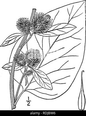 Burdock (Arctium sp.) bur Stock Photo - Alamy