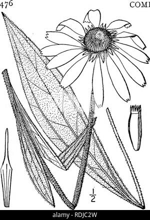 Echinacea angustifolia DC Stock Photo - Alamy