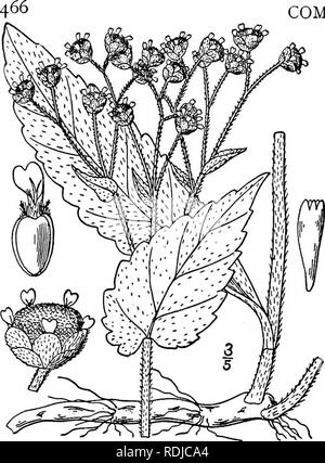 Parthenium hispidum Parthenium hispidum Stock Photo - Alamy