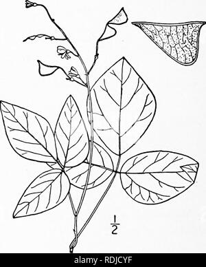 Desmodium lineatum DC Desmodium lineatum DC Stock Photo - Alamy