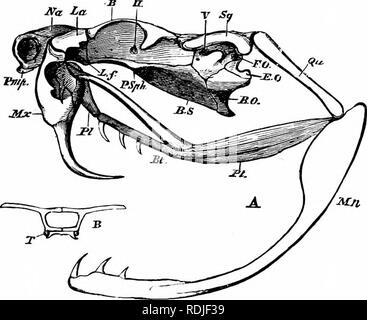 . A manual of zoology. PHYLUM CHORDATA 445 In the lizard (Fig. 268) and ...