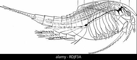. A manual of zoology. Zoology. I. CRUSTACEA: SCHIZOPODA 375 Legion I ...