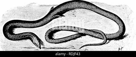 . A manual of zoology. PHYLUM CHORDATA 437 the absence of limbs, the ...