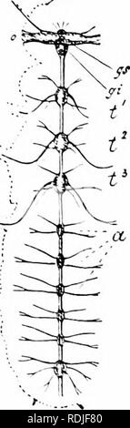 . A manual of zoology. Zoology. 54 ARTHROrODA ladder-like nervous ...