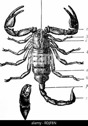 . A manual of zoology. Zoology. Fig. 365. Fig. 366- Fig. 365.—Campodea ...