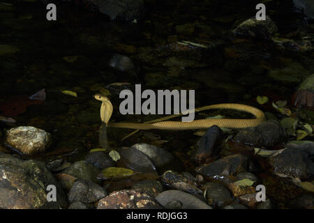 Golden Spitting Cobra, Naja sumatrana is one of the rarely seen ...