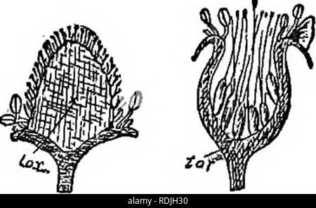 Burning bush aril Stock Photo - Alamy