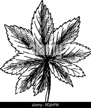 . The essentials of botany. Botany. Fig. IX. Fio. X. Fig. IX.—Diagram ...