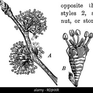 . Foundations of botany. Botany; Botany. DICOTYLEDONOUS PLANTS 67 ...