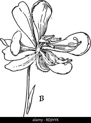 . Essentials of botany. Botany; Botany. Fig. 21. Pulse Family ...