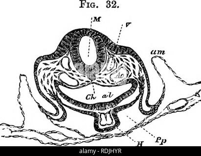 . The elements of embryology. Embryology; Embryology. IV.] THE VASCULAR ...