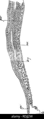 Illustration of the First Cellular Division. This illustration is from ...