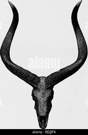 Pair of Mountain Nyala (Tragelaphus buxtoni) in Bale Mountains National ...