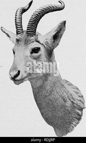 The 1913 'Catalogue of the Ungulate Mammals' in the British Museum ...