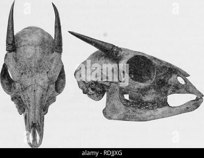 Neotragus batesi skull Stock Photo - Alamy