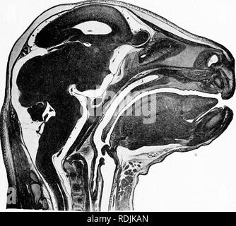 . Practical anatomy of the rabbit : an elementary laboratory textbook ...