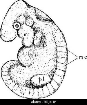 This anatomical study details the male organs of fish, focusing on the ...