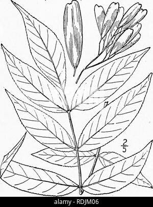 Fraxinus quadrangulata (Blue ash), tree in parkland Stock Photo - Alamy