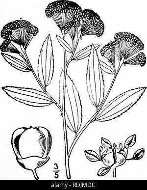 Ceanothus ovatus Ceanothus ovatus Stock Photo - Alamy