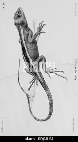 . Catalogue of the lizards in the British Museum (Natural History) 2d ...