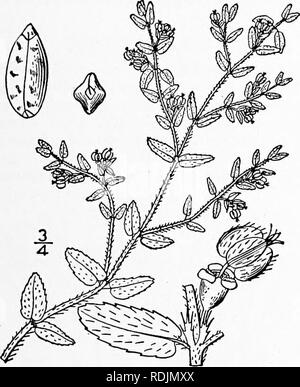 Spotted Spurge, Prostrate Spurge (Euphorbia maculata Stock Photo - Alamy