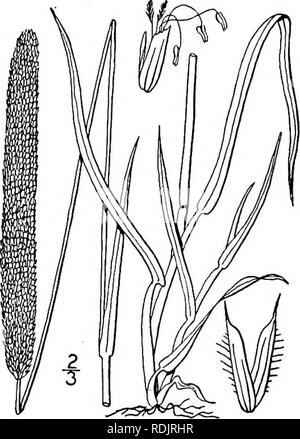 Timothy Grass or Herd's Grass (Phleum pratense), flowering, North Rhine ...