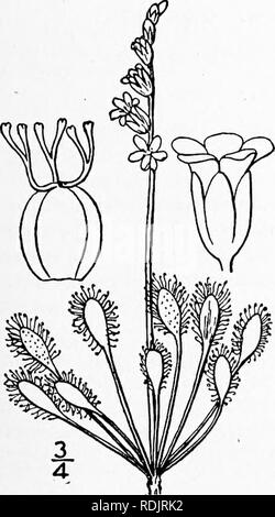 Spatulate leaved sundew growing in Suffolk County, Long Island Stock ...