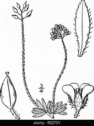 Alpine Draba / Alpine whitlow grass (Draba alpina L.) in flower among ...