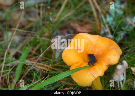 larva of common glow-worm (Lampyris noctiluca) feeding on a slug, wild ...