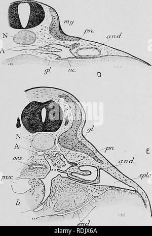 . Text-book of embryology. Embryology. IV PEONEPHEOS 237 lumen. The ...