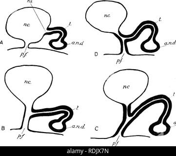 . Text-book of embryology. Embryology. IV PEONEPHEOS 237 lumen. The ...