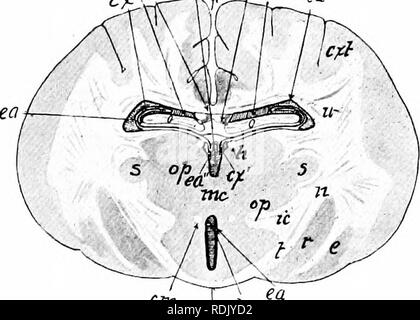 . Anatomy of the cat. Cats; Mammals. THE CENTRAL NFRyOUS SYSTEM. 361 ...