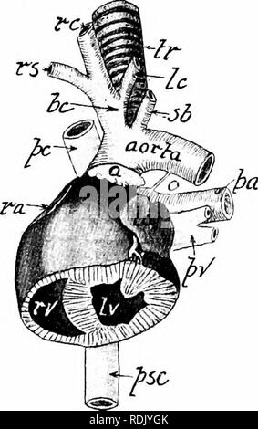 . Anatomy of the cat. Cats; Mammals. 70 THE SKELETON OF THE CAT ...