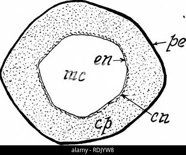 . Anatomy of the cat. Cats; Mammals. I 12 THE MUSCLES. process for ...