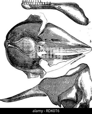 Lower jaw of a sperm whale (Physeter macrocephalus) (Syn.: Physeter ...