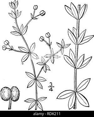 Galium hispidulum Michx Galium hispidulum Michx Stock Photo - Alamy