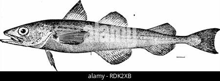 Fresh atlantic cod fishes on white background Stock Photo - Alamy