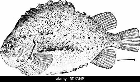 . A guide to the study of fishes. Fishes; Zoology; Fishes. Fjg. 406 ...