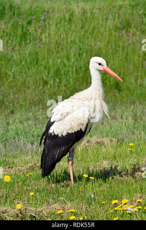 white stork, Weißstorch, fehér gólya, Ciconia ciconia, Cigogne blanche ...