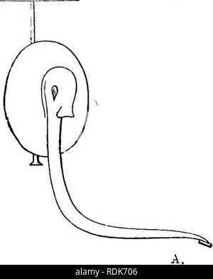 Movement of radicles from Darwin power of movement in plants Stock ...