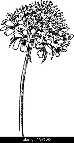 Mourning Bride (Scabiosa atropurpurea Stock Photo - Alamy
