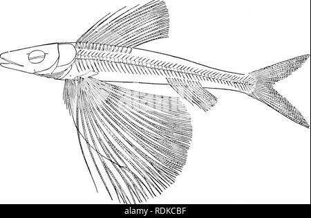 . A guide to the study of fishes. Fishes; Zoology; Fishes. 34° The Bass ...