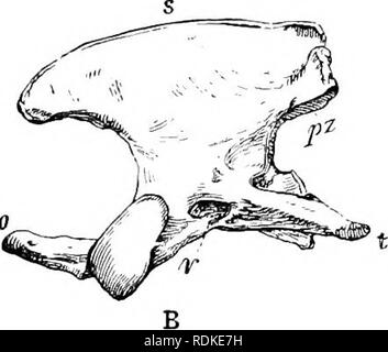 . The Cambridge natural history. Zoology. VERTEBRAE AN'D RIBS 17 s ...